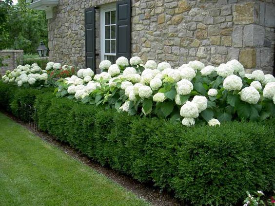 Landscaping with boxwoods and hydrangeas | Whatsoever Design